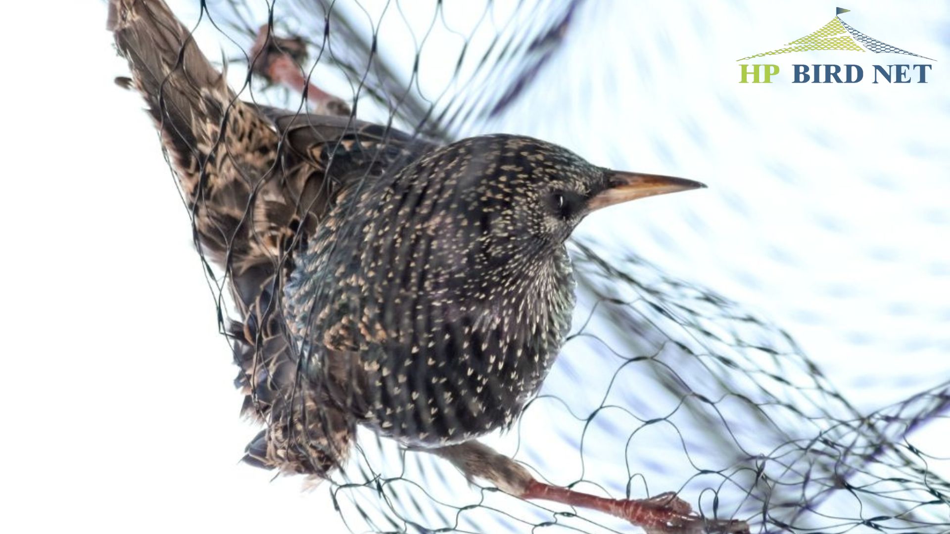 Bird Nets in Dubai, UAE – Balcony & Bird Control Net Suppliers