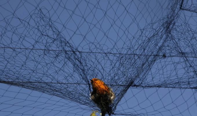 Effective Bird Net Solutions in Dubai: Protecting Your Spaces-HP Tarp